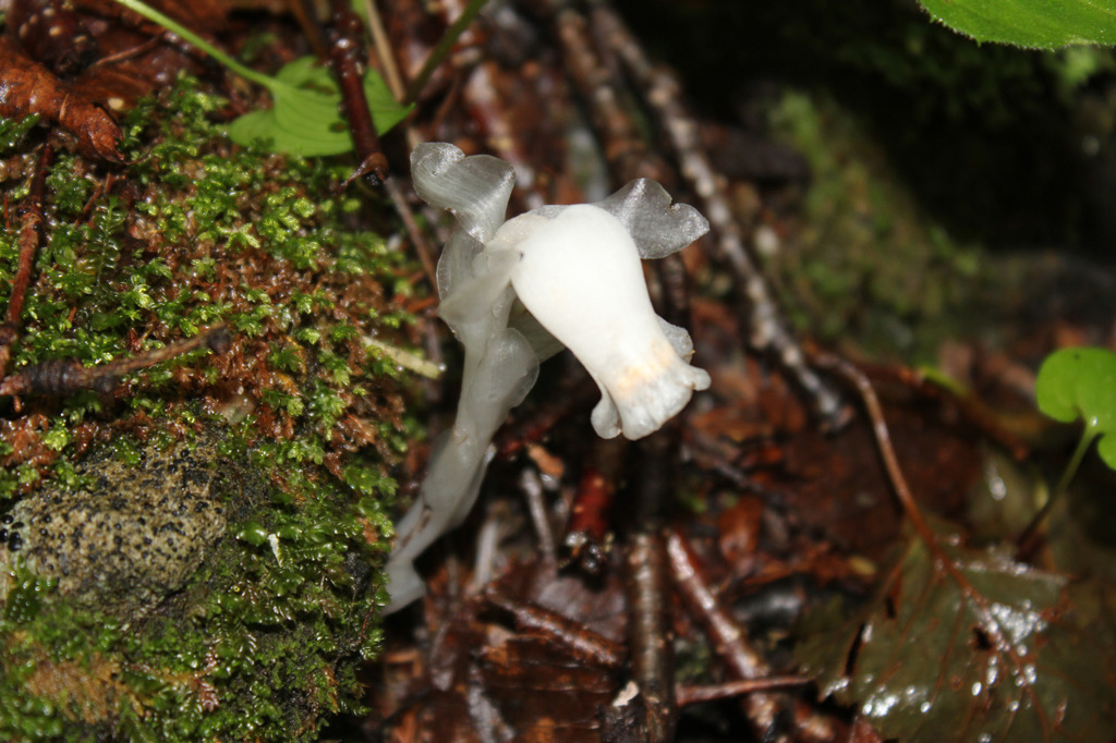 Monotropastrum humile from Fujiyoshida, JP-YN, JP on July 21, 2014 by ...