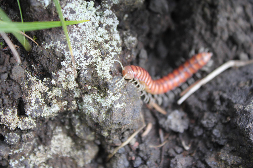 Train Millipede from Fujiyoshida, JP-YN, JP on July 21, 2014 by Manu ...