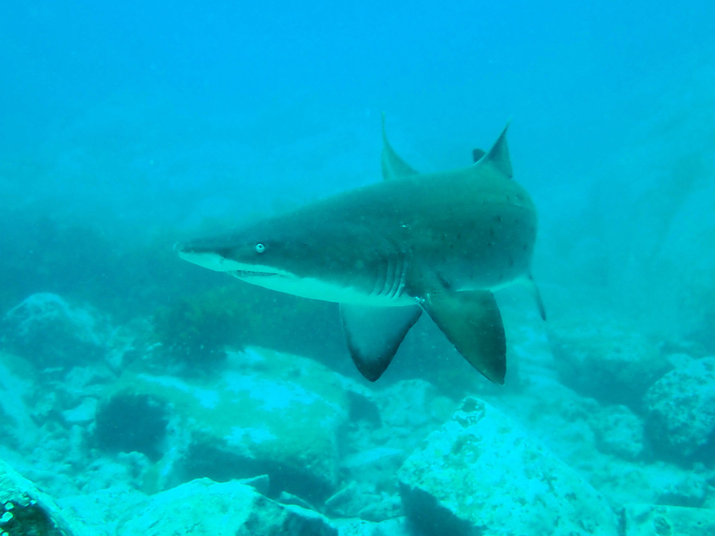 Sand Tiger Shark from Bass Point, Shell Cove NSW 2529, Australia on ...