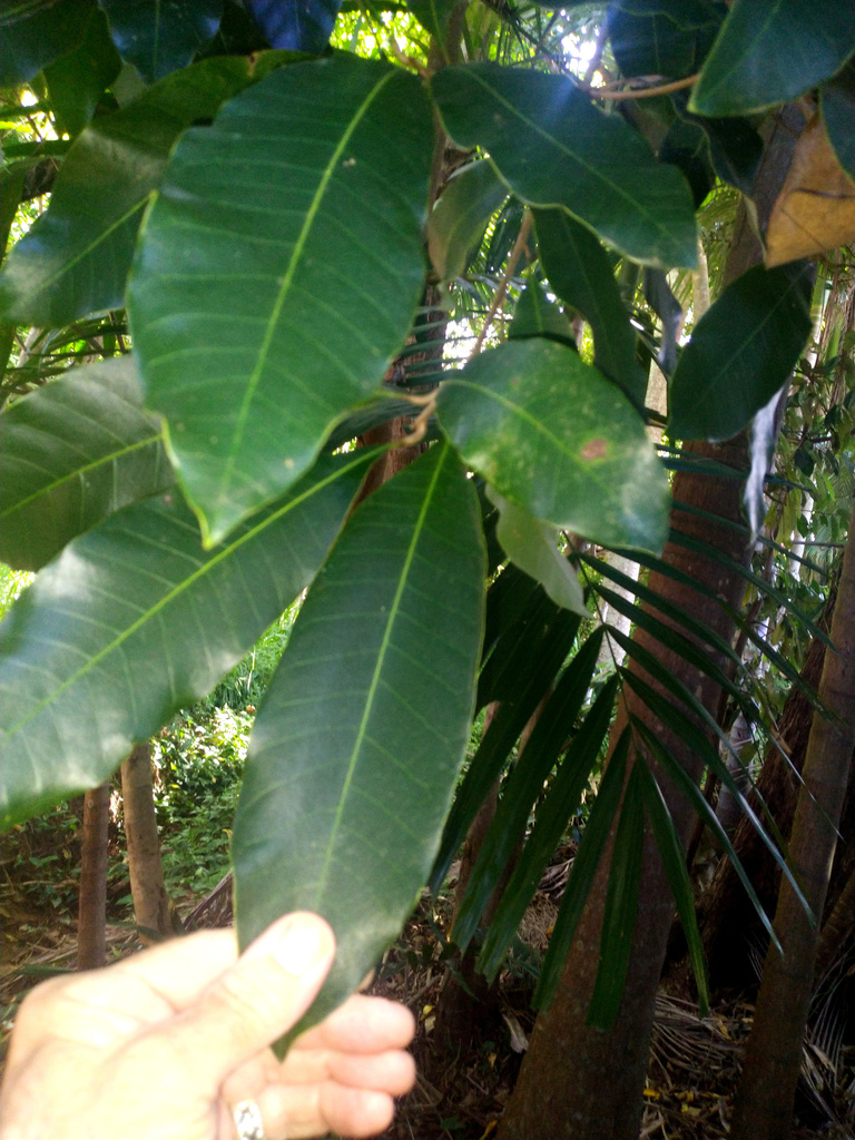 tar tree from Mooroobool QLD, Australia on April 6, 2022 at 12:39 PM by ...