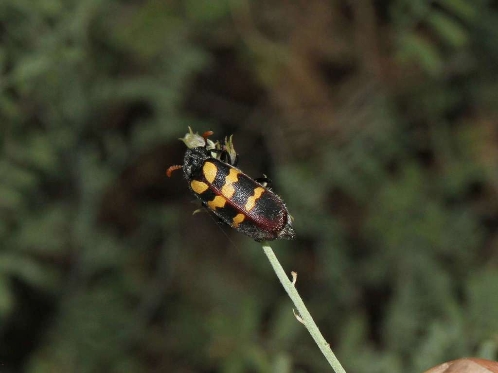 Hycleus tinctus from near Gronddam, Farm Kyffhäuser, Maltahöhe, Hardap ...