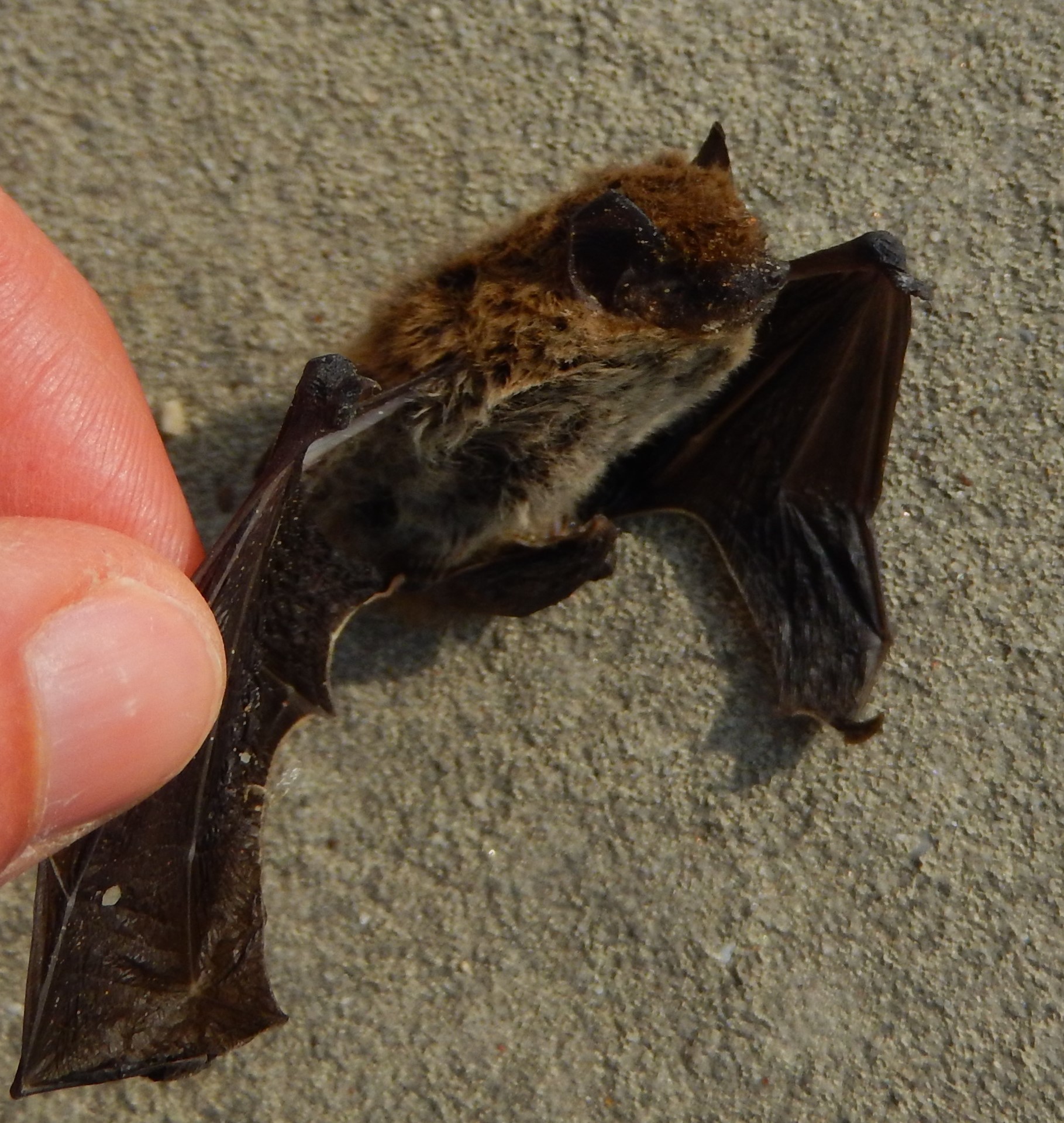 Pipistrellus kuhlii (Kuhl, 1817)