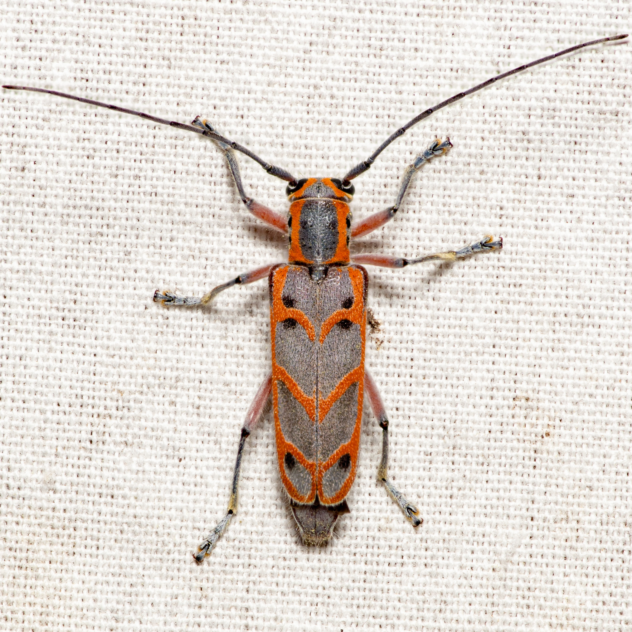 Saperda tridentata Olivier, 1795