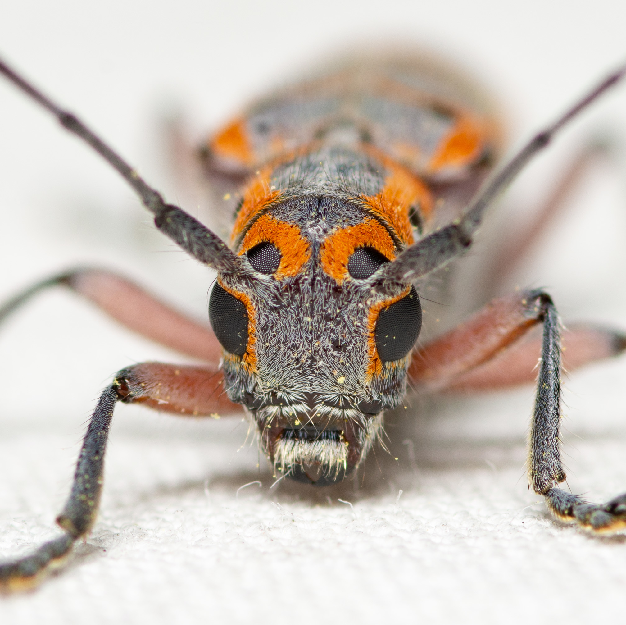 Saperda tridentata Olivier, 1795