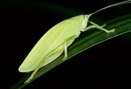 Genus Orophyllus · iNaturalist