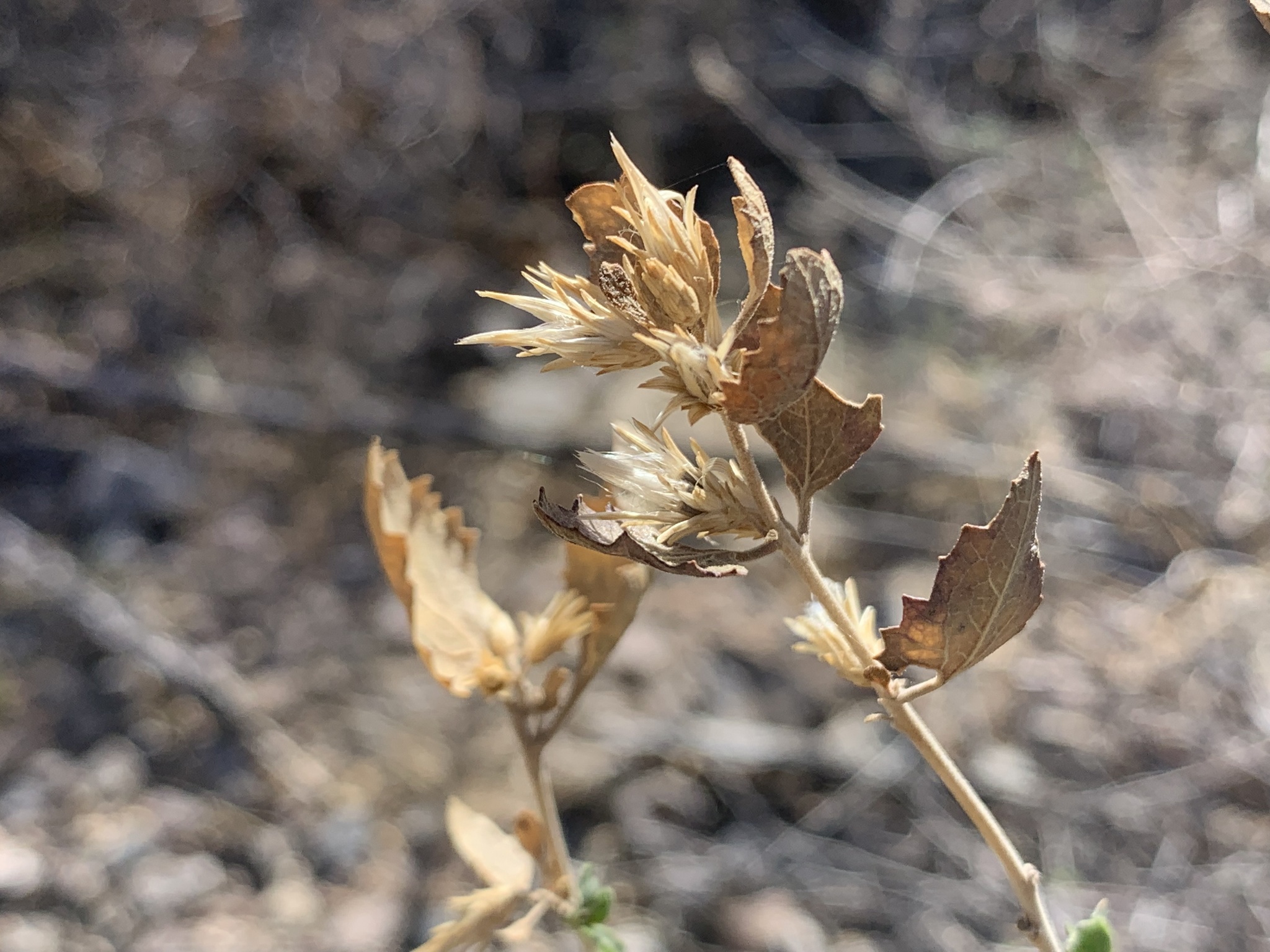 Brickellia baccharidea A.Gray
