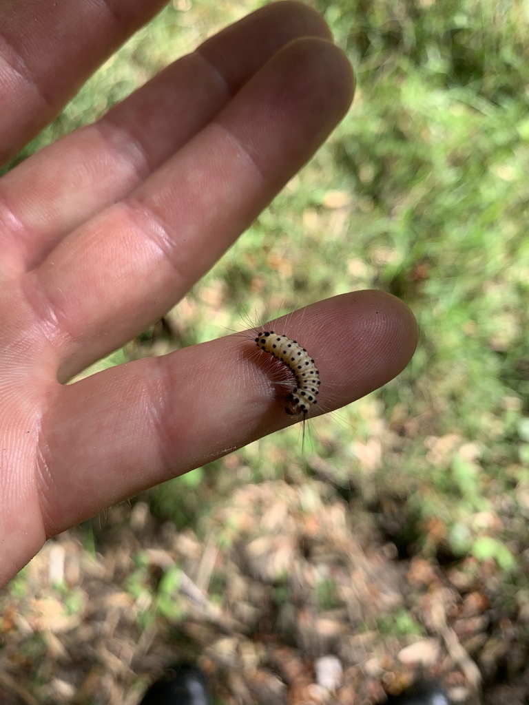 Bamboo Moth in April 2022 by Jack Warden · iNaturalist