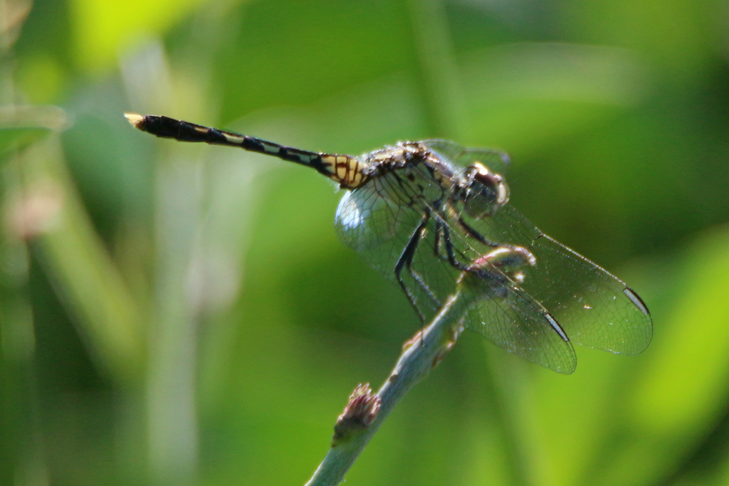 Chalky Percher from Bli Bli QLD 4560, Australia on April 06, 2022 at 03 ...