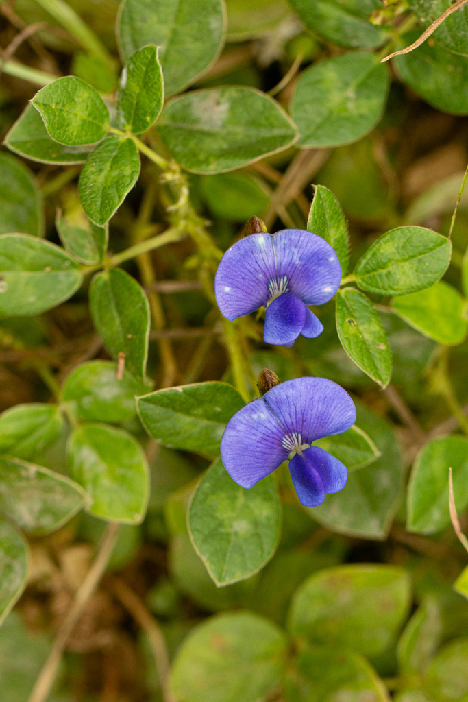 creeping vigna (Vigna parkeri) - Botanical Realm