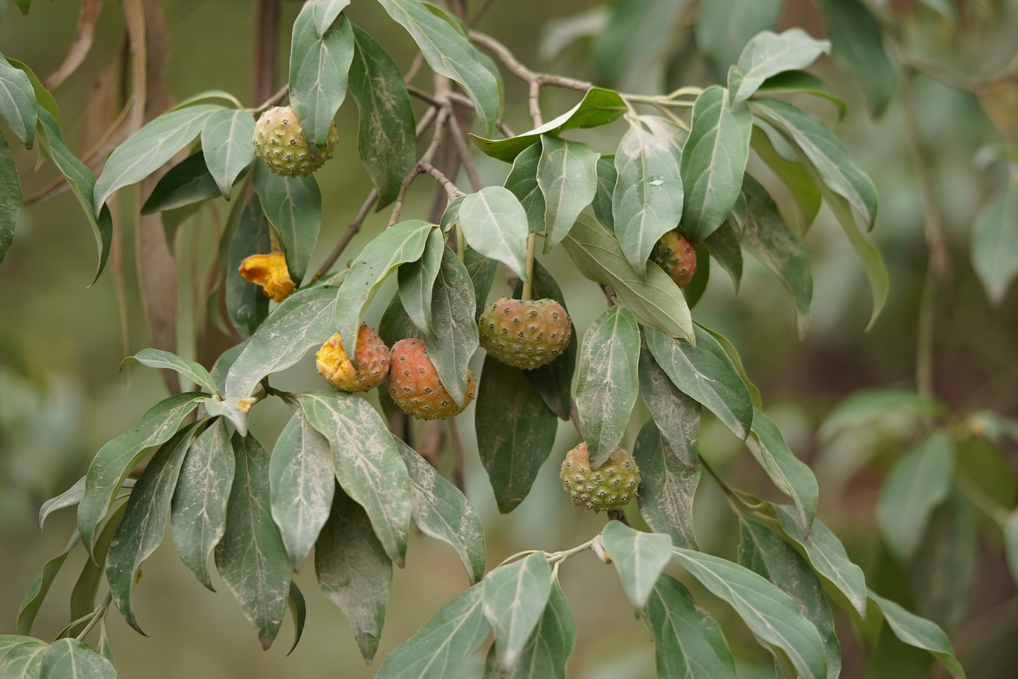 Cornus capitata Wall.