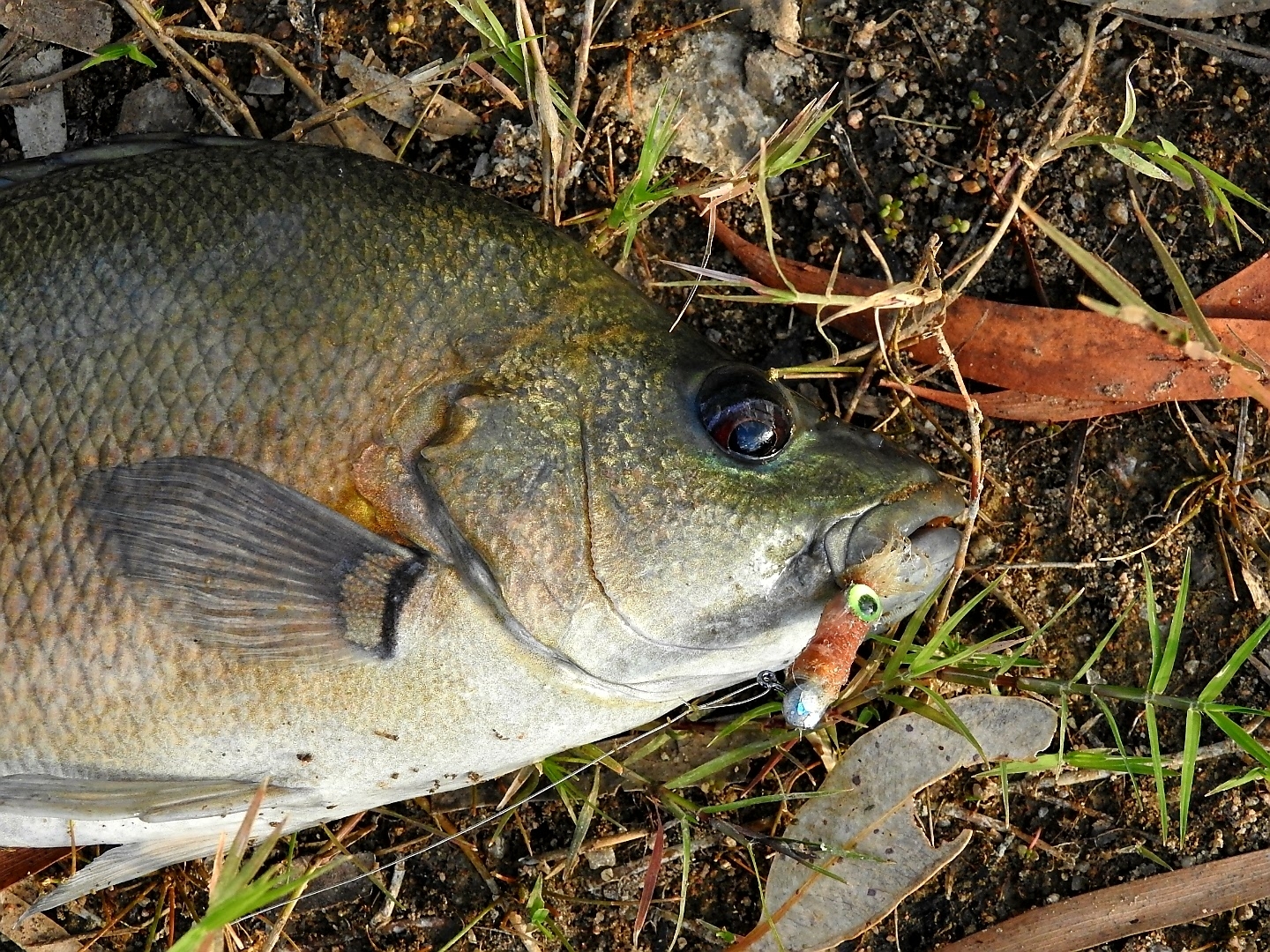 Hephaestus fuliginosus (Macleay, 1883)