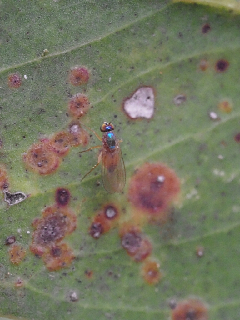 Long-legged Flies from Selby VIC 3159, Australia on April 06, 2022 at ...