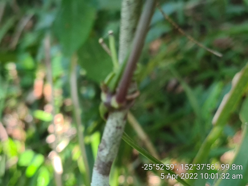 Headache Vine from Bauple Forest QLD 4650, Australia on April 05, 2022 ...