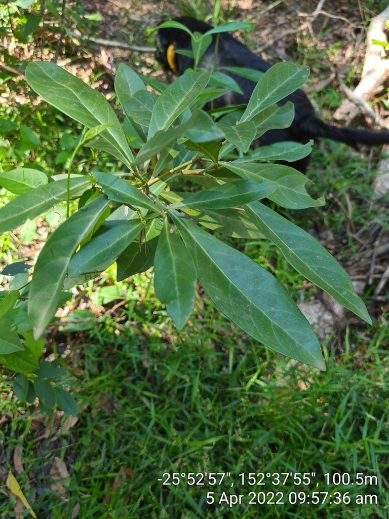 Smooth Psychotria from Bauple Forest QLD 4650, Australia on April 05 ...