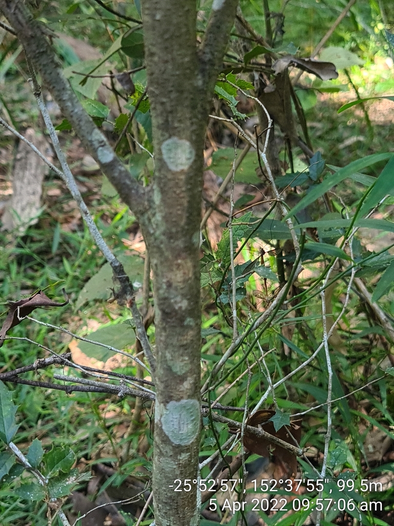 Axe handle Wood from Bauple Forest QLD 4650, Australia on April 5, 2022 ...