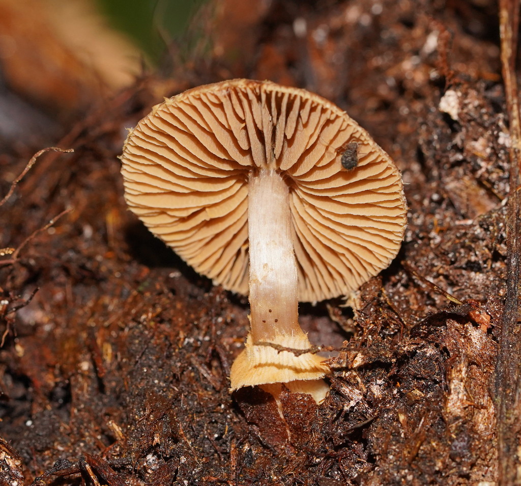 Descolea recedens from Badger Weir, Healesville VIC AU on April 06 ...