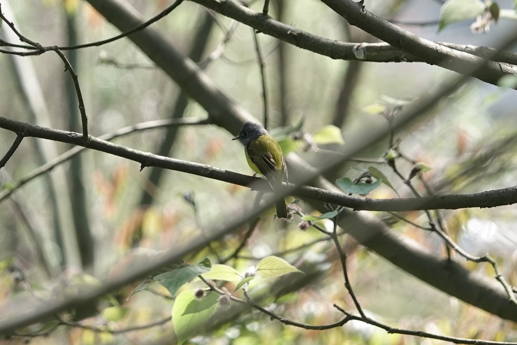 Grey-headed Canary-Flycatcher from 金山村, Huaxi District, Guiyang, Guizhou, China on April 3, 2022 ...