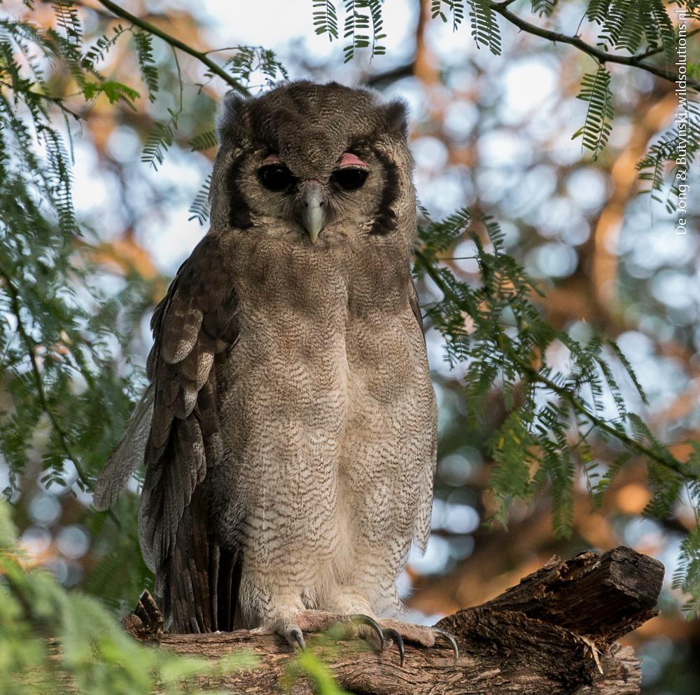Verreaux's Eagle-Owl (Ketupa lactea) - Avian Discovery