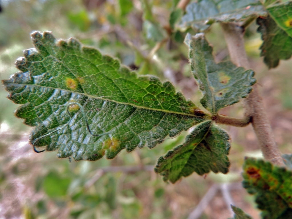 Commiphora africana (Rich.) Engl.