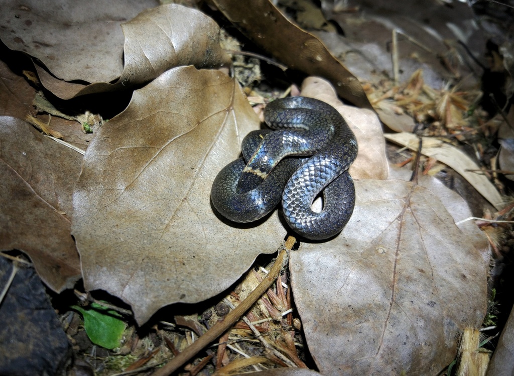 Northern Reed Snake from 中国浙江省丽水市 on May 24, 2017 at 09:04 AM by 通通 ...