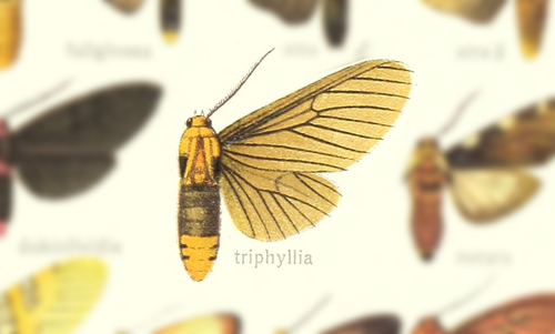 Pseudischnocampa triphylia · iNaturalist