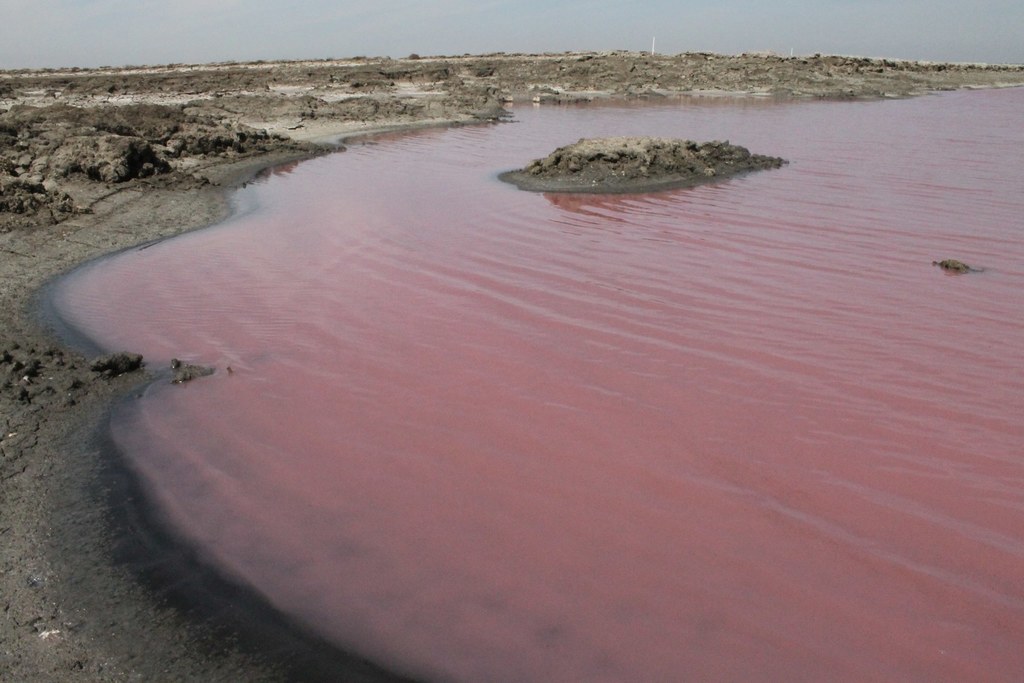 (Dunaliella salina) - Botanical Realm