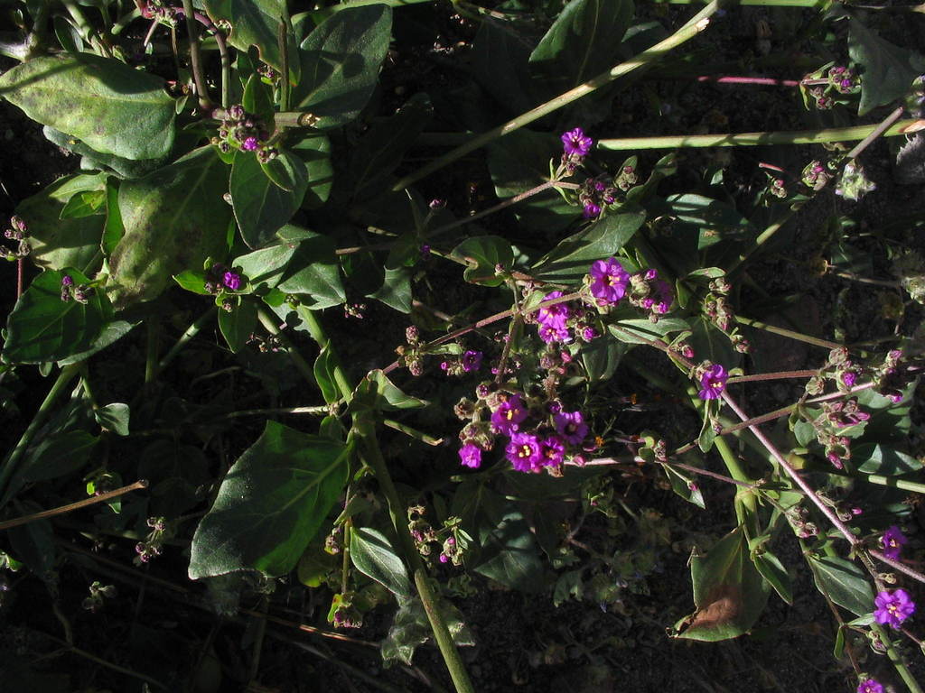 Mauka (Mirabilis expansa) - Botanical Realm