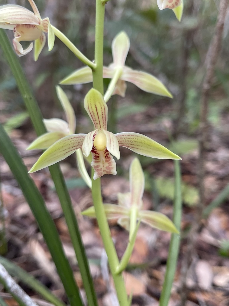 Four-Season Orchid from SW 223rd St, Miami, FL, US on April 6, 2022 at ...