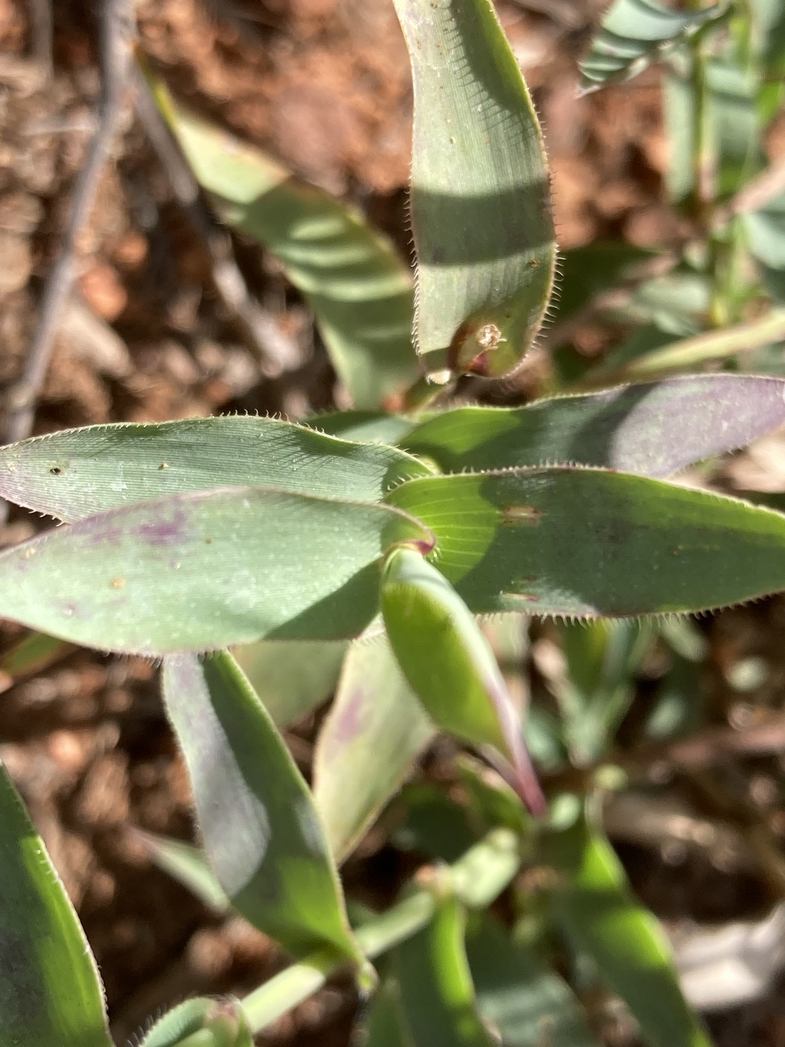 Perotis patens Gand.