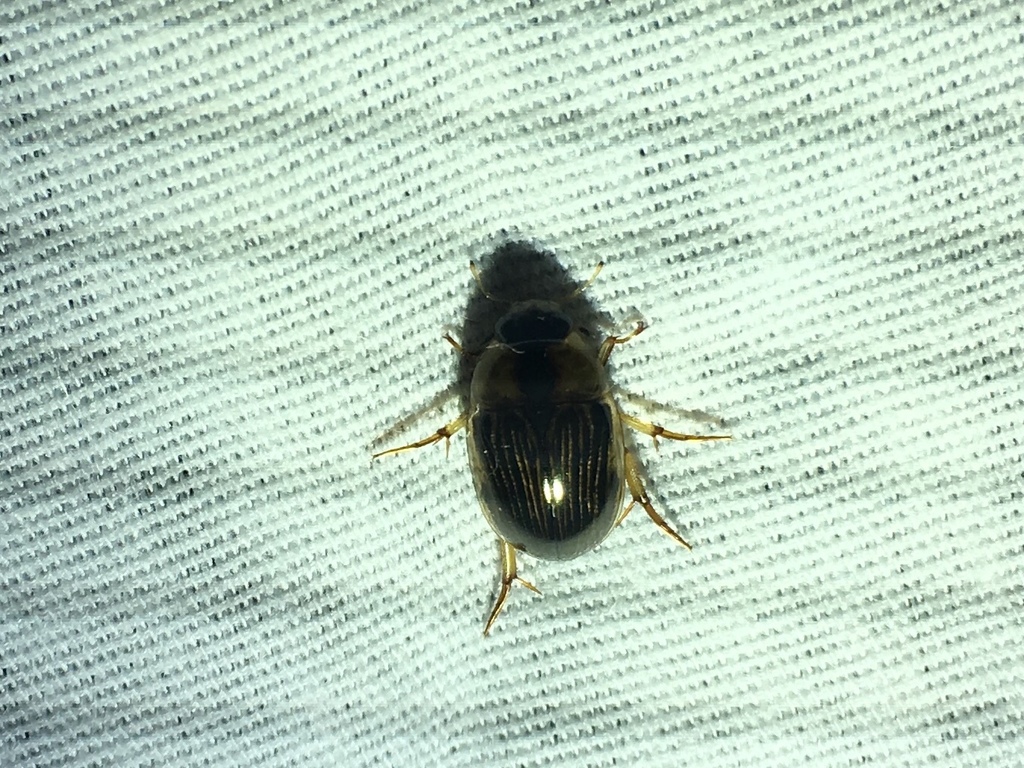 Tropisternus collaris from Hopkins County, US-TX, US on May 26, 2018 at ...
