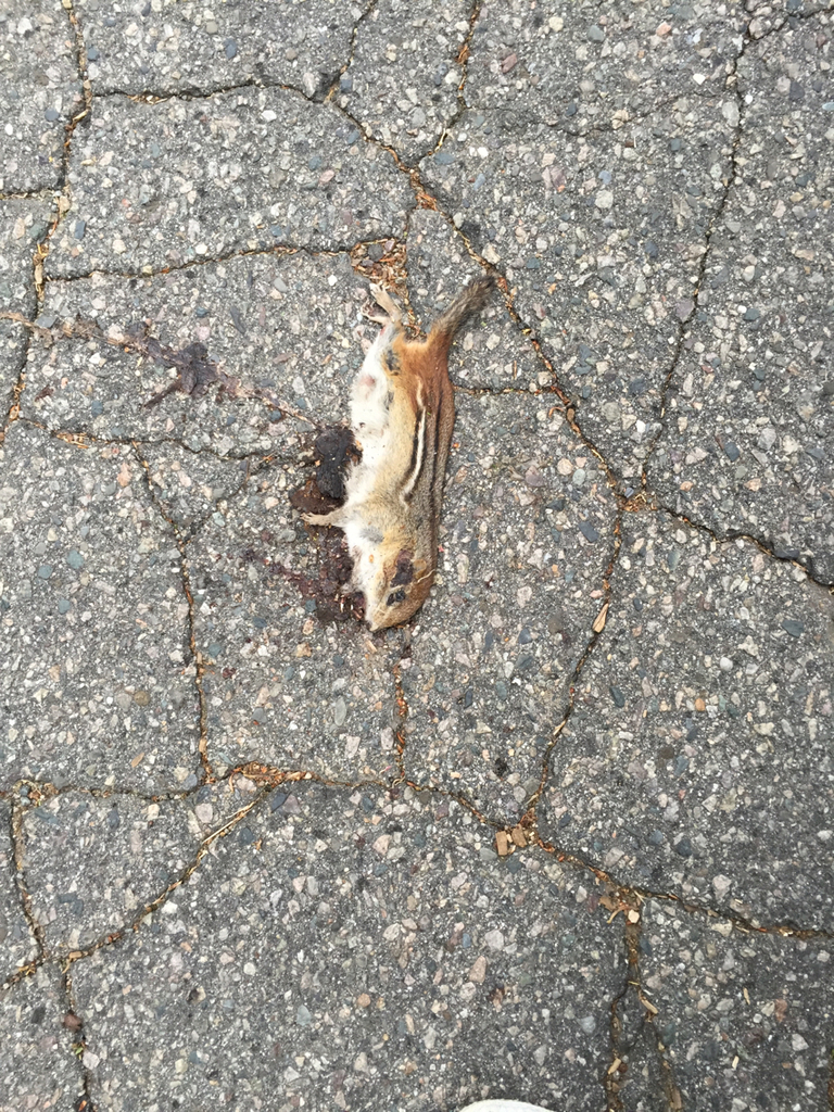 Eastern Chipmunk from Mt. Auburn Cemetery, Watertown, MA, US on May 18 ...