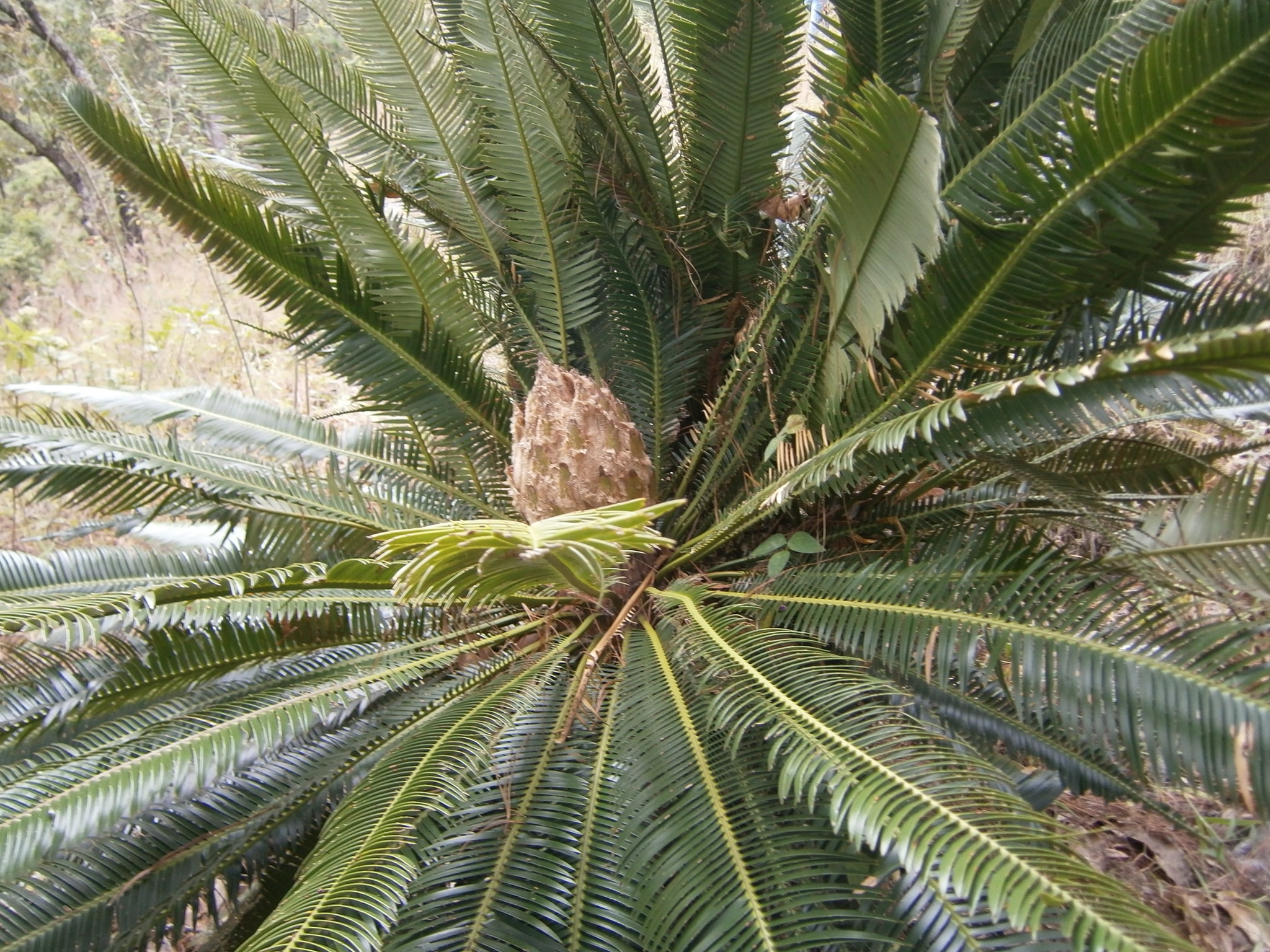 Dioon merolae De Luca, Sabato & Vázq.Torres