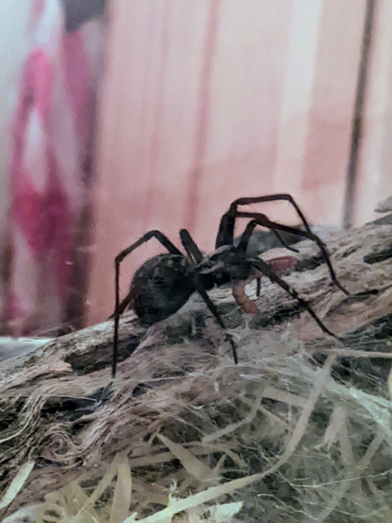 Giant House Spider from West Seattle, Washington USA on March 22, 2022 ...
