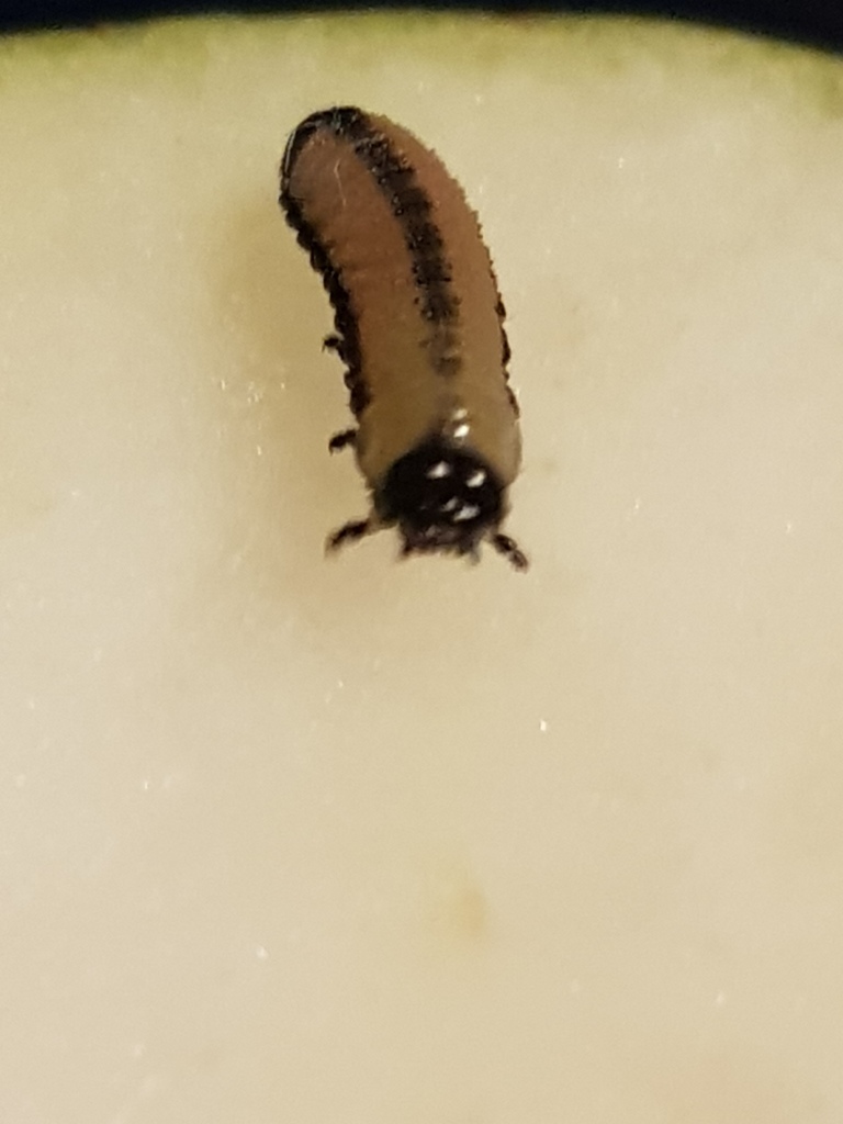 Dotted Paropsine Leaf Beetle from Narre Warren VIC 3805, Australia on ...