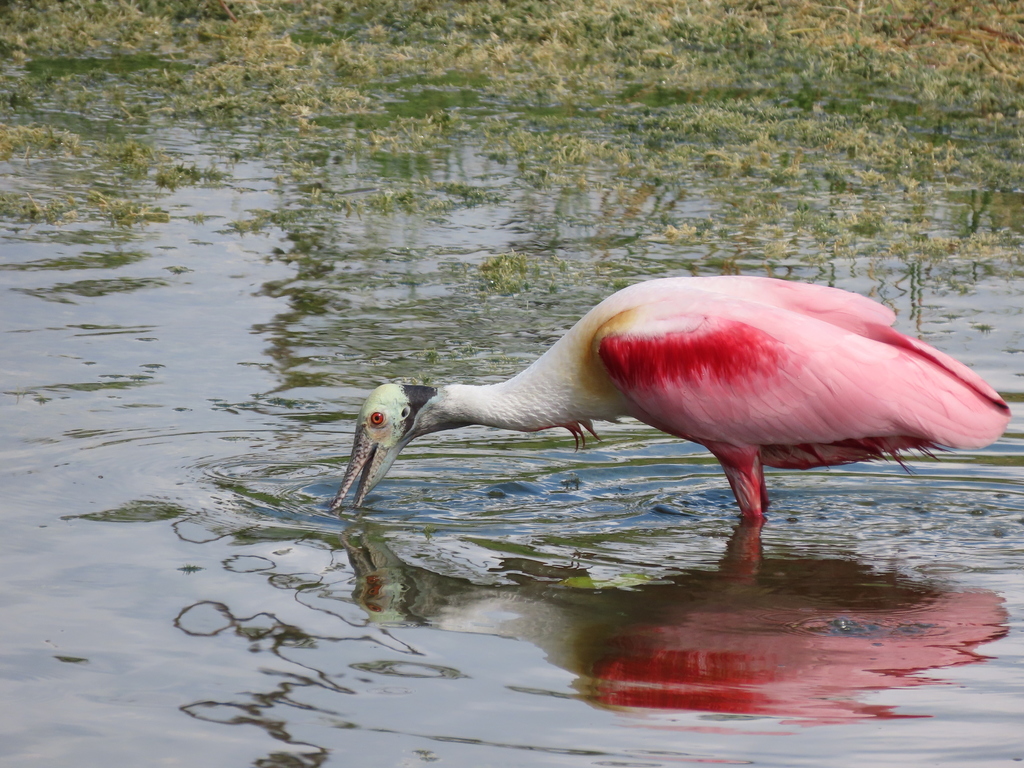 Roseate Spoonbill from Powell Creek Preserve, North Fort Myers, FL ...