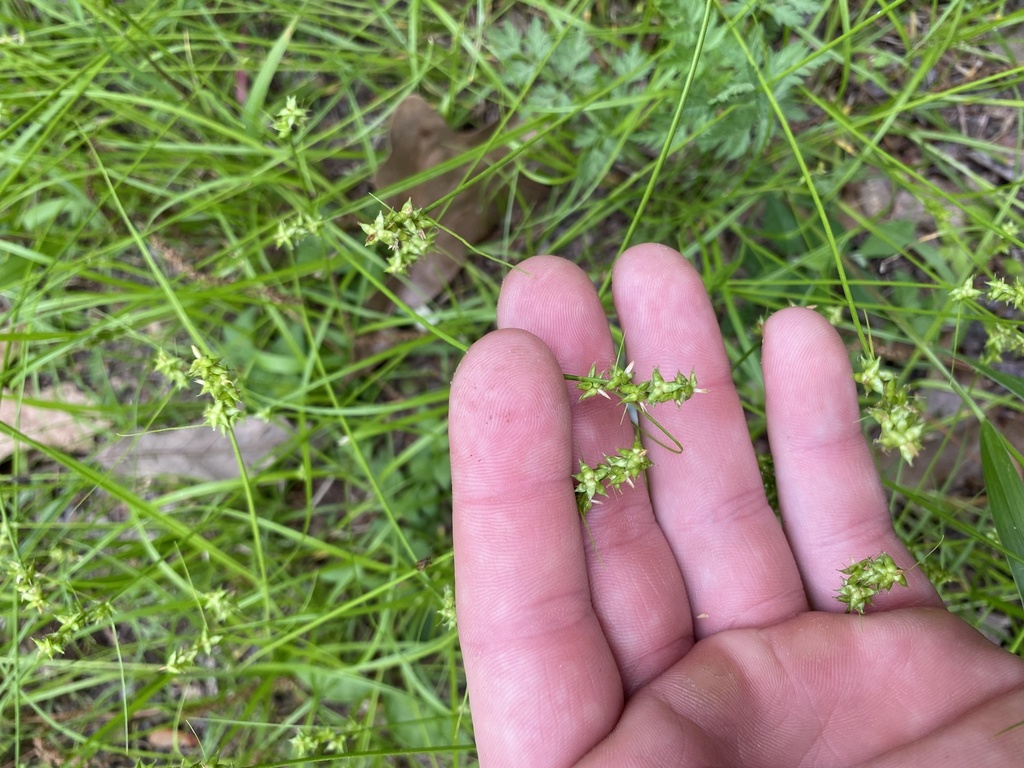 Reflexed Sedge from Porter, Porter, TX, US on April 06, 2022 at 10:30 ...