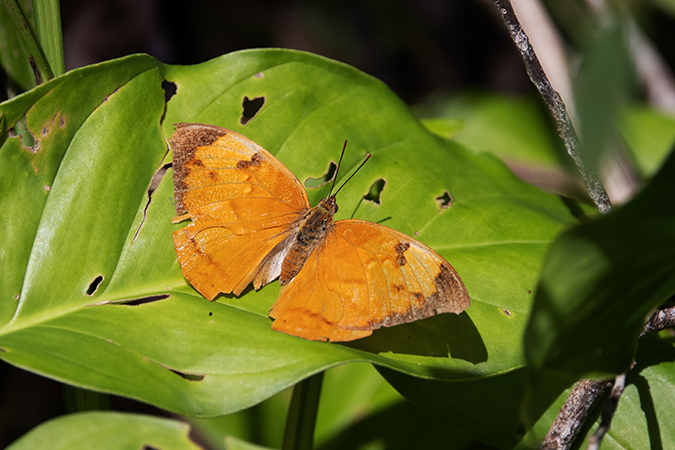 Zaretis itys ellops (Ménétriés, 1855)
