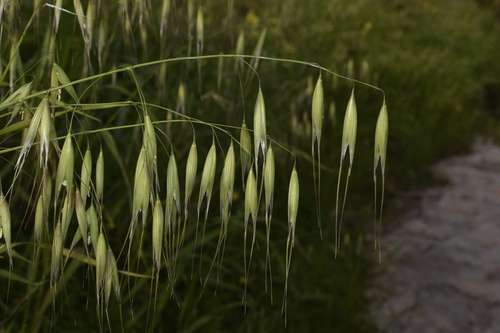 Oats (Genus Avena) · iNaturalist
