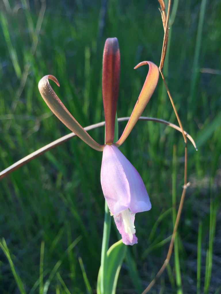 Small Coastal Plain Spreading Pogonia in May 2018 by Daniel Folds ...