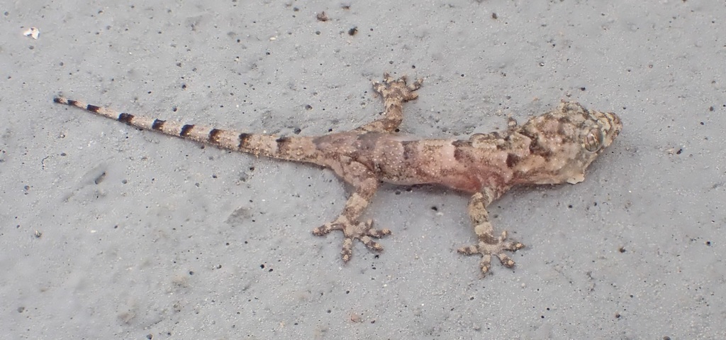 Tropical House Gecko from Palos Blancos, Corozal 00783, Puerto Rico on ...