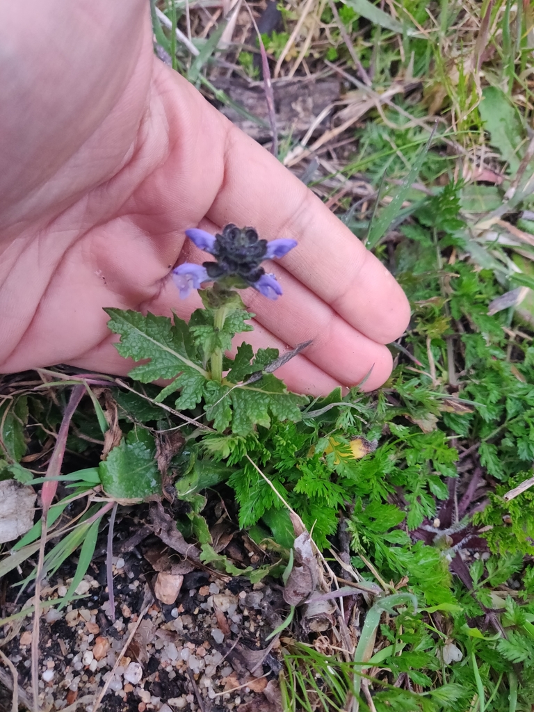 wild clary from 07020 Padru SS, Italia on April 6, 2022 at 05:25 PM by ...