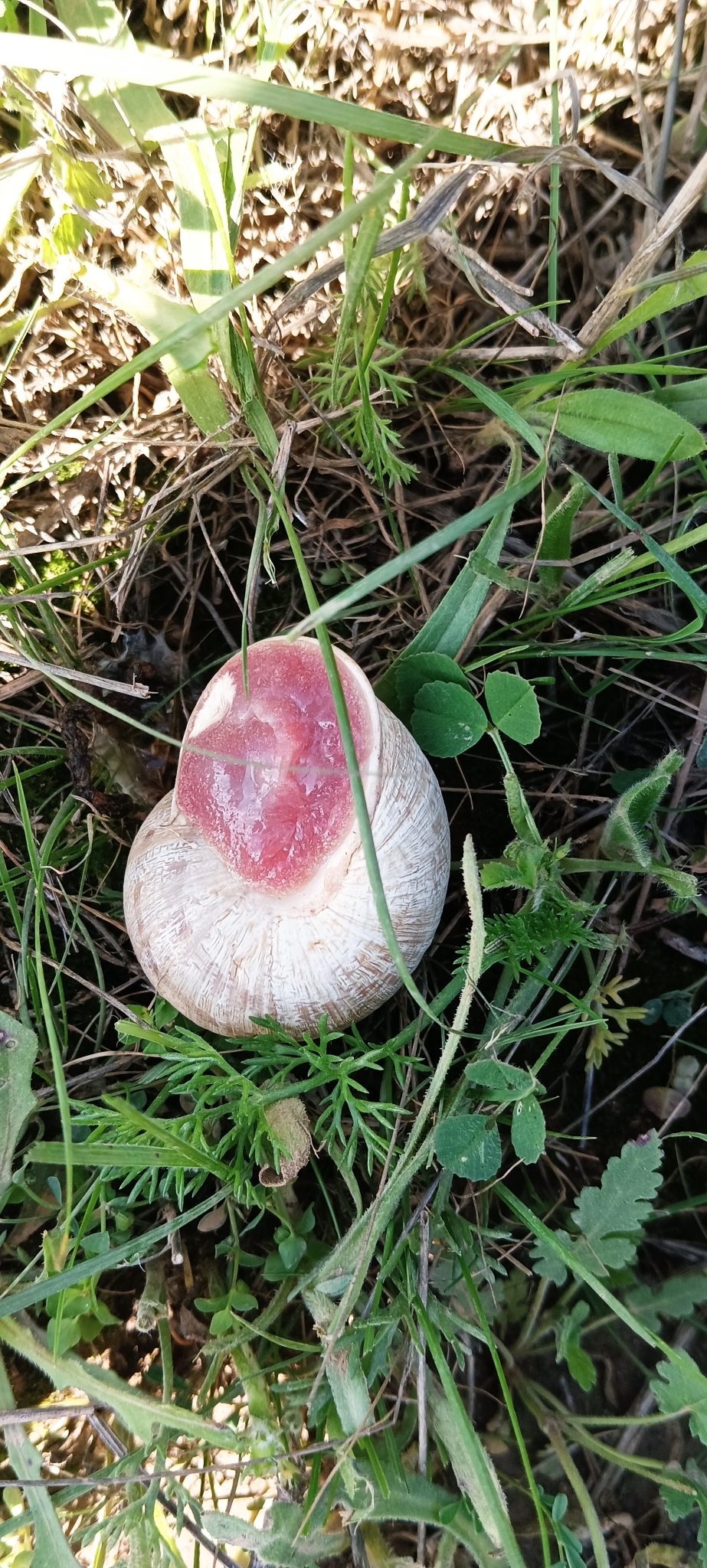 Iberus alonensis (A.Férussac, 1821)