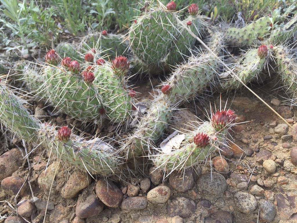Plains Pricklypear from Jefferson County, US-CO, US on May 17, 2015 at ...