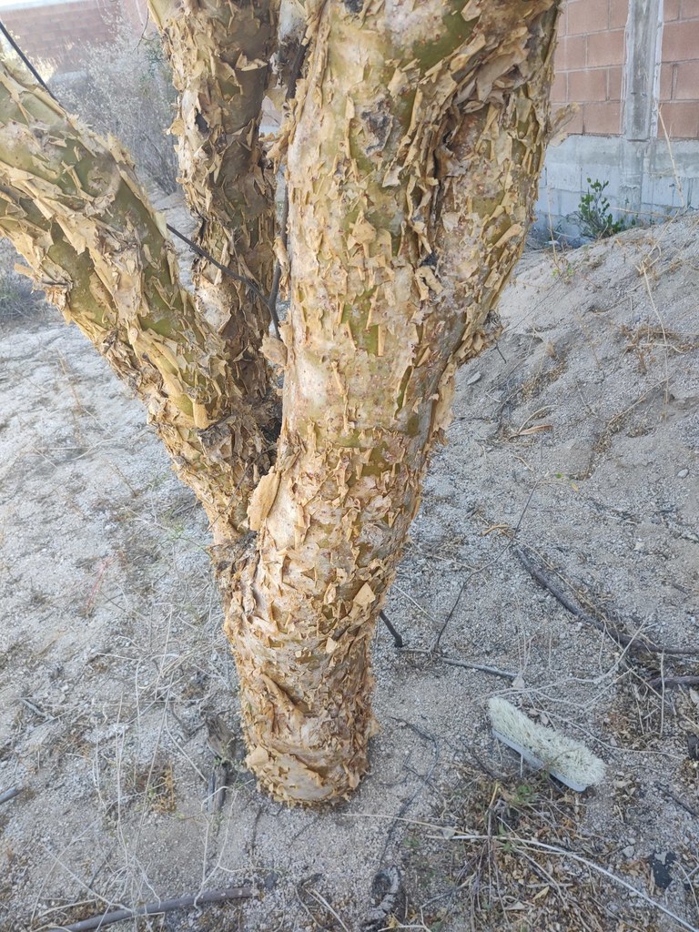 Torote desde La Paz, Baja California Sur, Mexico el 06 de abril de 2022 ...