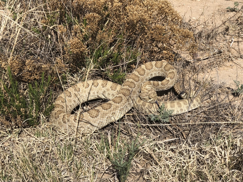 Prairie Rattlesnake from Cimarron National Grasslands, Elkhart, KS, US ...