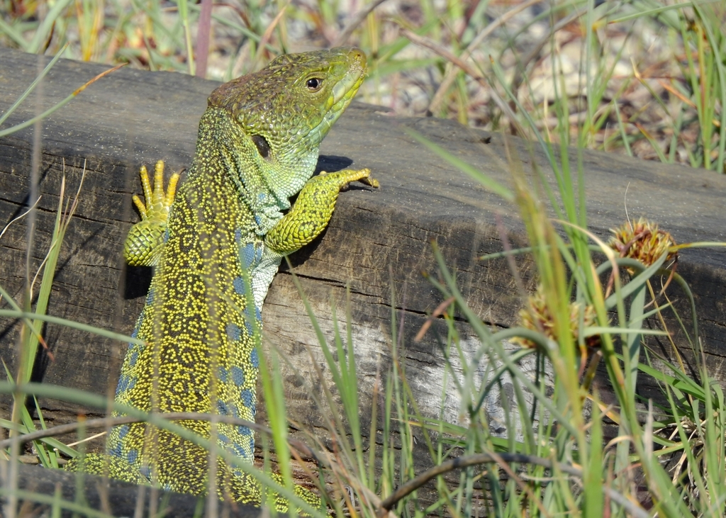 Ocellated lizard in April 2022 by Luís Lourenço · iNaturalist