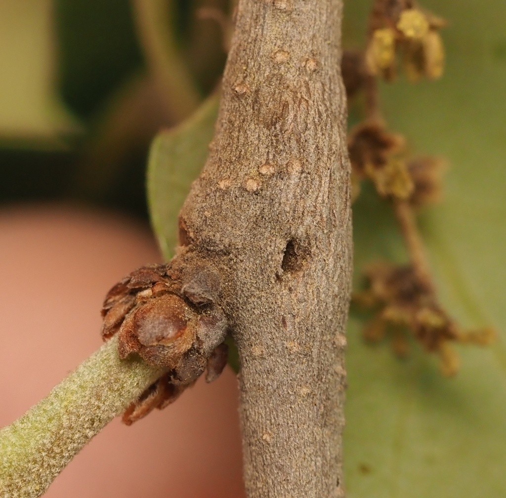 Neuroterus valhalla from Rosewood, Austin, TX 78702, USA on April 6 ...