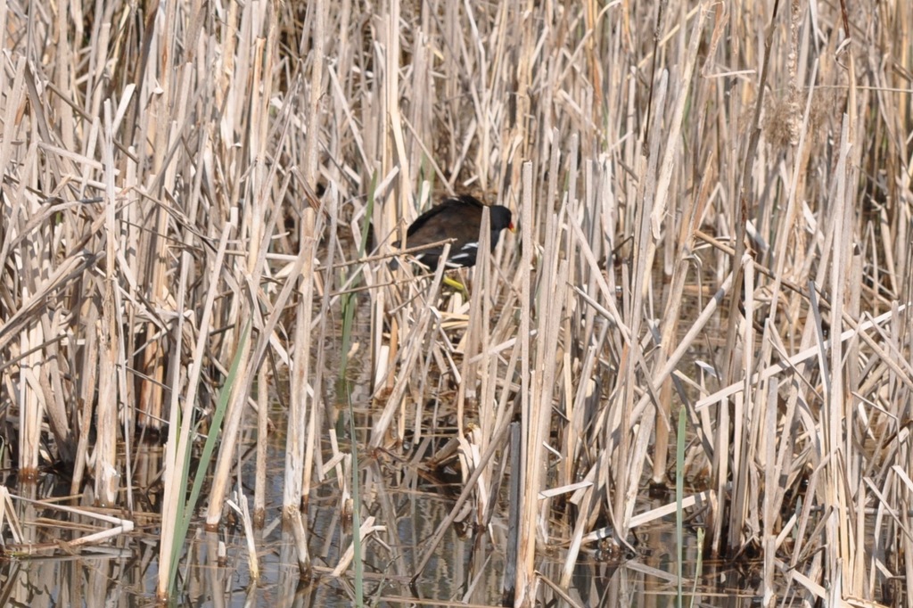 Common Moorhen from Horw, Schweiz on April 06, 2022 at 01:42 PM by ...