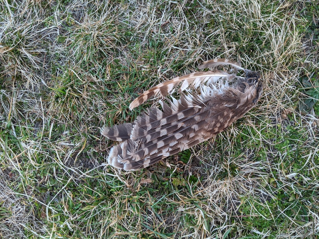 Ural Owl from 8250 Čatež ob Savi, Slovenia on March 19, 2022 at 05:48 ...