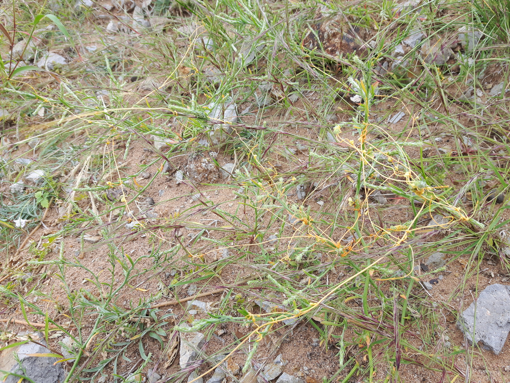 Cuscuta chinensis Lam.